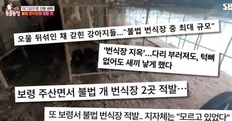 태어난 새끼 먹어버린 어미개알고보니 불법 번식장