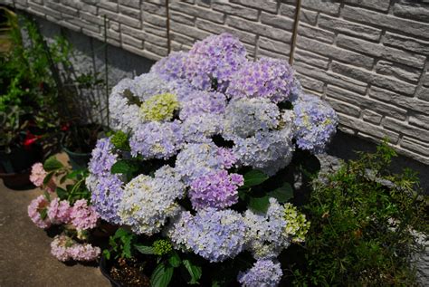 【アジサイの葉が黄色・茶色になる8つの原因と対処法】万華鏡で実践した改善プロセス 週末の庭いじり