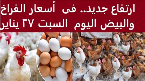 ارتفاع جديد فى أسعار الفراخ والبيض اليوم السبت 27 يناير 2024 Youtube
