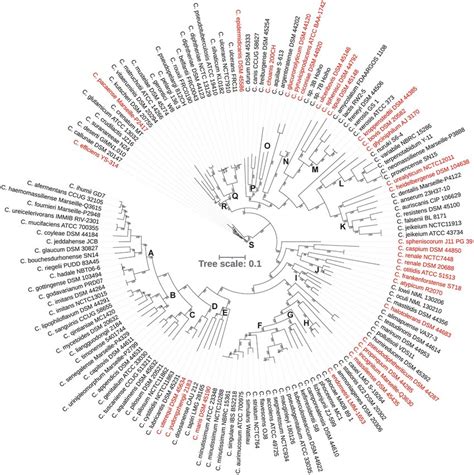 a phylogenetic tree from concatenated protein sequence alignment the