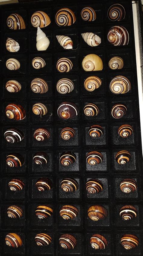 Polymitas The Worlds Most Beautiful Land Snails Rsnails