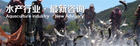 鱼苗惠州鱼苗场鱼苗批发鱼苗养殖惠州鱼苗鱼苗价格惠州鱼苗出售鱼苗场惠州鱼苗批发惠州鱼苗养殖鱼苗基地鱼苗品种优质鱼苗惠东
