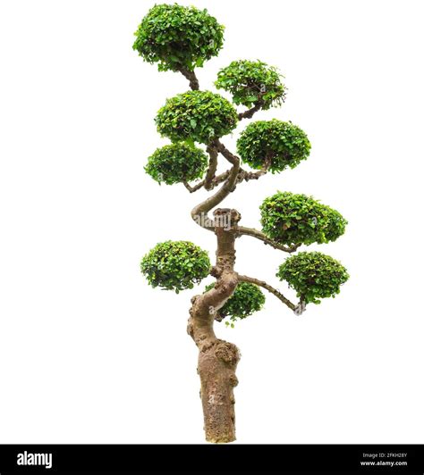 Shrub White Background