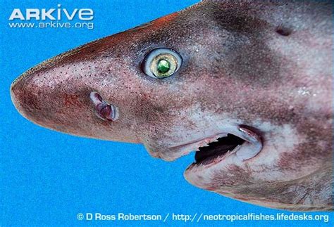 Chondrichthyes And Osteichthyes Marine Facts