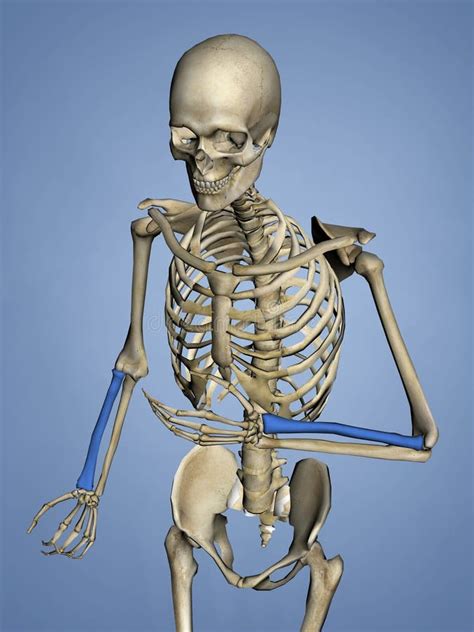 Radius Human Skeleton 3d Model Stock Illustration Illustration Of
