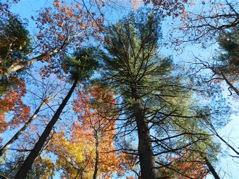 Multiple Trees Imagining Lyme