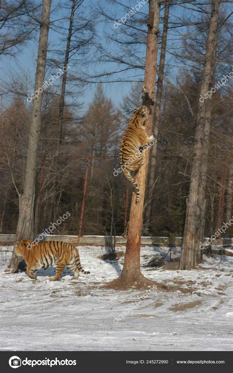 Worlds Largest Siberian Tiger