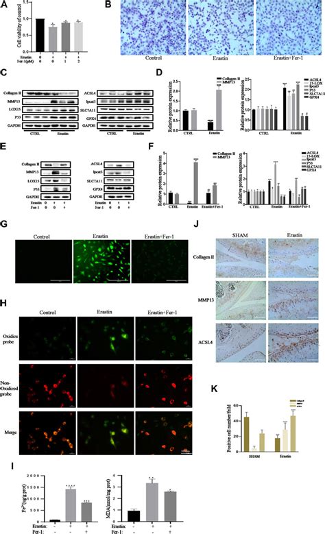 Frontiers Corrigendum Deferoxamine Alleviates Osteoarthritis By