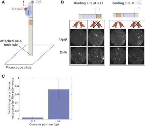 Upstream Repression Through Lac Repressor RNA Polymerase Ternary