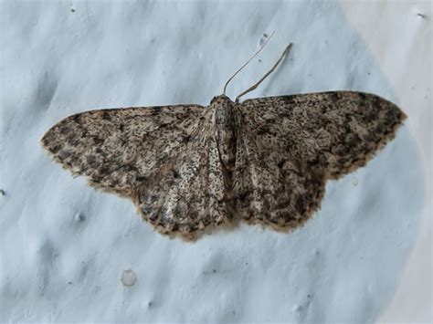 Fotonaturalista ¿polilla O Mariposa