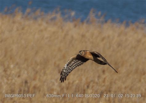 2023年のとり初め 日本の野鳥識別図鑑