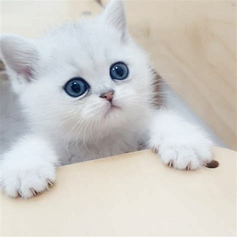 수입묘 프리미엄1 전국 고양이분양 브리티쉬숏헤어 먼치킨 전문 Band Page