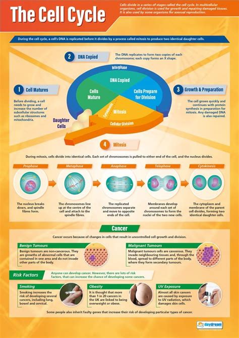 The Cell Cycle Science Posters Gloss Paper Measuring 850mm X 594mm A1 Science Charts For