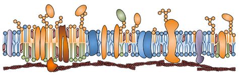 Schematic Illustration Of A Biomembrane Membrane In Fluid Blue