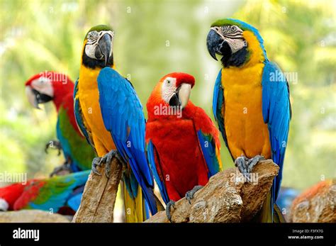 Blue And Gold Macaw Pet