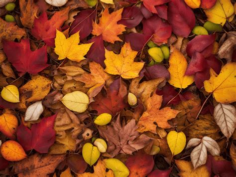 Second Life Marketplace Fall Foliage Texture