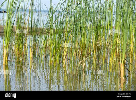 High Resolution Close Up Photo Of Tall Grass Reflection In The Water