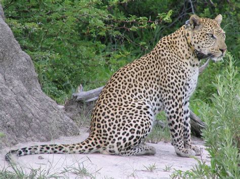 Panthera Pardus Carnivora Felidae