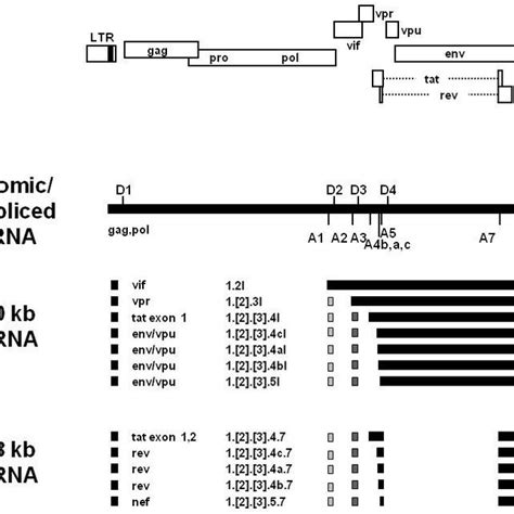 Organization Of The Hiv 1 Genome The Organization Of The Hiv 1 Genome