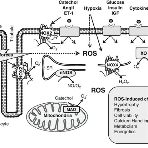 Pdf Novel Aspects Of Ros Signaling In Heart Failure