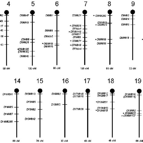 Position Of Microsatellite Markers On The Chromosomes The Length Of