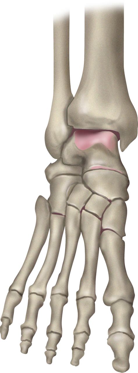Slagter Drawing Anterior View Of Skeleton Foot No Labels Anatomytool