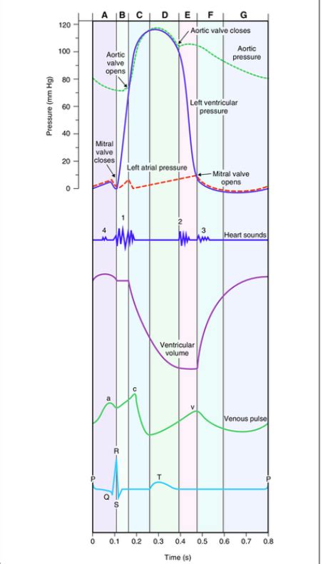 Events Of The Cardiac Cycle Graphed Diagram Quizlet