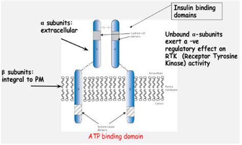 5 Insulin Signalling 2 Flashcards Quizlet