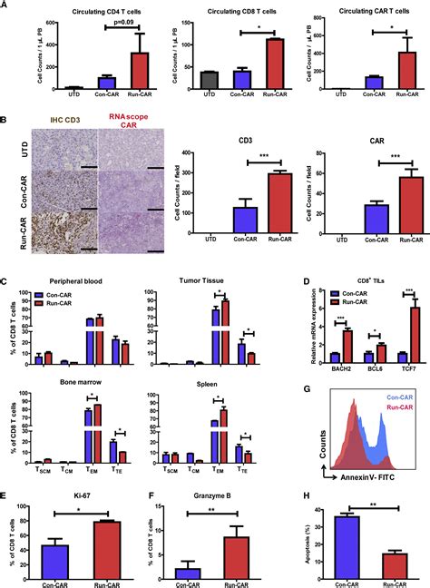 Enforced Expression Of Runx3 Improved Car T Cell Potency In Solid Tumor