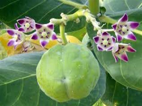 Aak Plant Upay आक के पौधे से जुड़ा ये उपाय करने से घर में होगी धनवर्षा