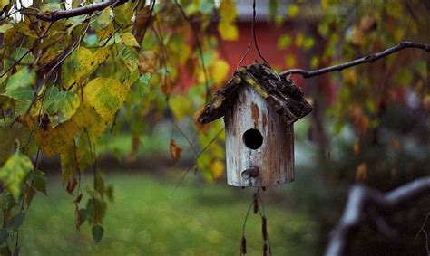Hanging Bird Feeder From Tree Without Using Nails Screws Bird Barn