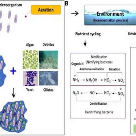 Schematic Overview On The Possible Role Of The Biofloc Microbiome
