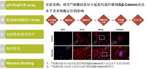 技术服务 上海同科生物科技有限公司