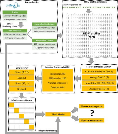 The Flowchart For Identifying Electron Transport Proteins Using 1d Rnn Download Scientific