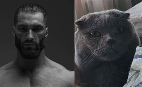 My Cat Looks Like Gigachad His Name Is Sunny Rcats