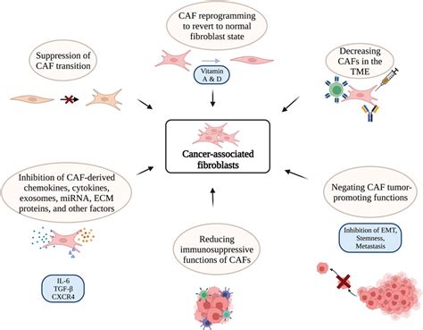 Frontiers Cancer Associated Fibroblasts The Chief Architect In The