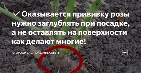 Оказывается прививку розы нужно заглублять при посадке а не оставлять