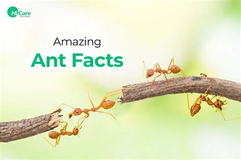 Top 15 Cool And Interesting Facts About Ants Hicare