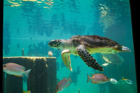 玳瑁海龟高清图片下载 正版图片507075502 摄图网