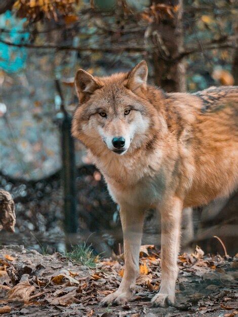 Ginger Wolf Images Free Download On Freepik