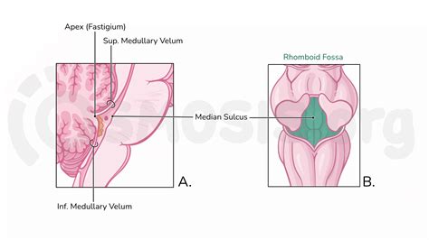 Rhomboid Fossa