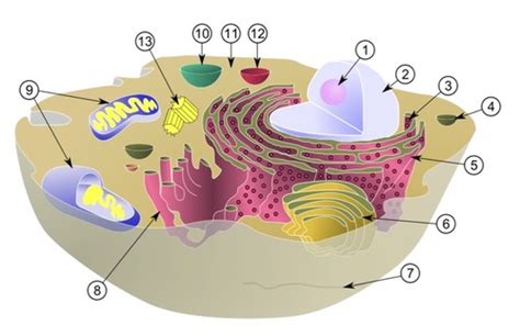Biol 1020 Exam 2 Flashcards Quizlet