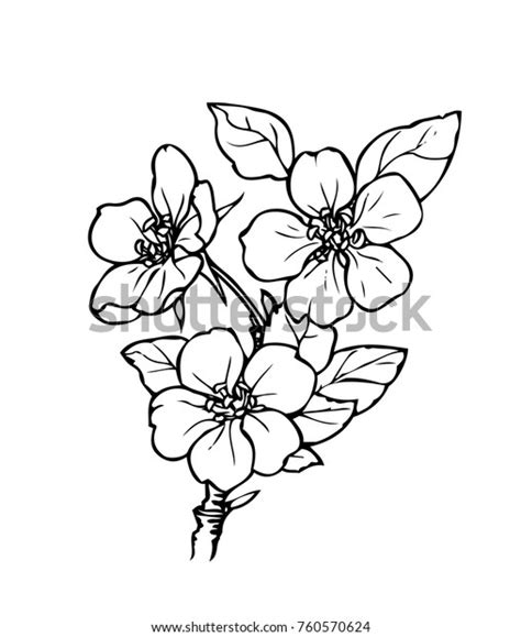 Ink Pencil Leaves Flowers Apple Isolated Vector De Stock Libre De