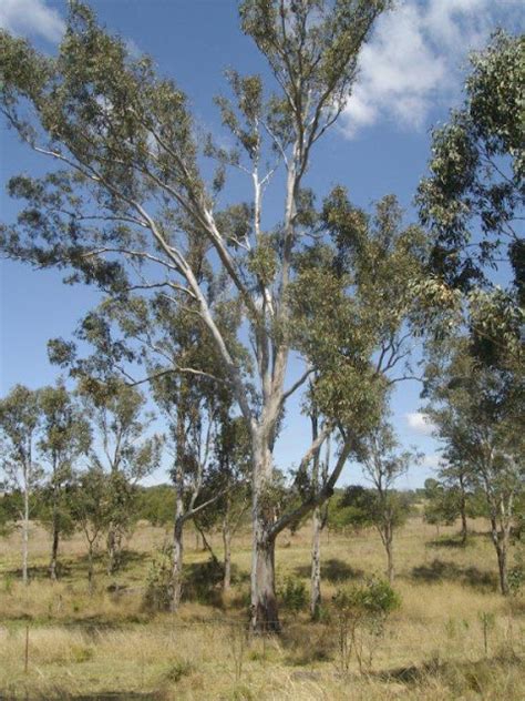 Amongst The Gum Trees