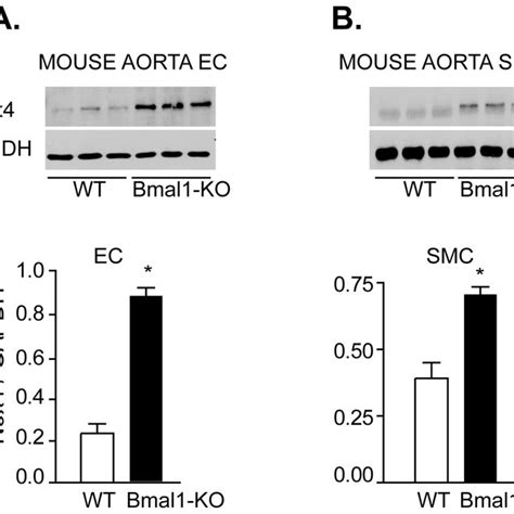 A Western Blot Showing Reduction In Bmal1 Expression In Human Aortic