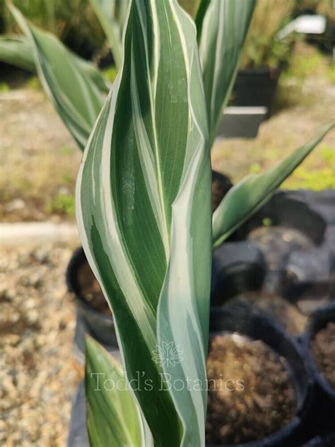 Canna Variegated Canna Canna Stuttgart Todds Botanics