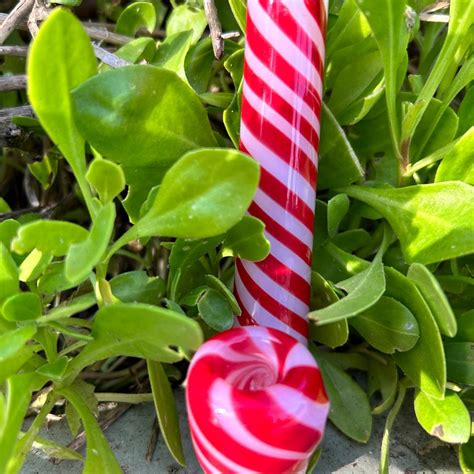 Candy Cane Dildo Etsy