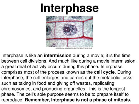 Mitosis Cell Division Ppt Download
