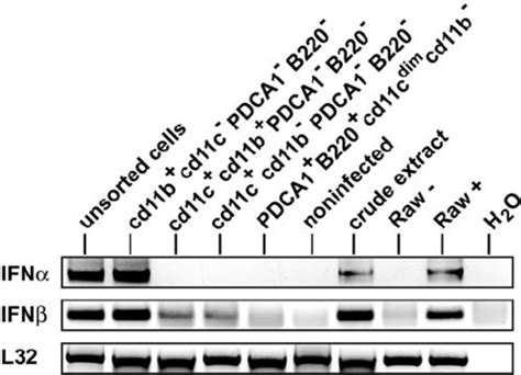Macrophages And Not Pdc Are The Ifn I Producing Cells After L