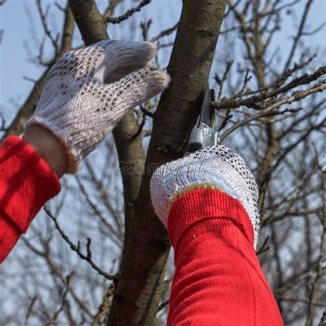 Tree Cutting Scissors Stock Photos Free Royalty Free Stock Photos From Dreamstime